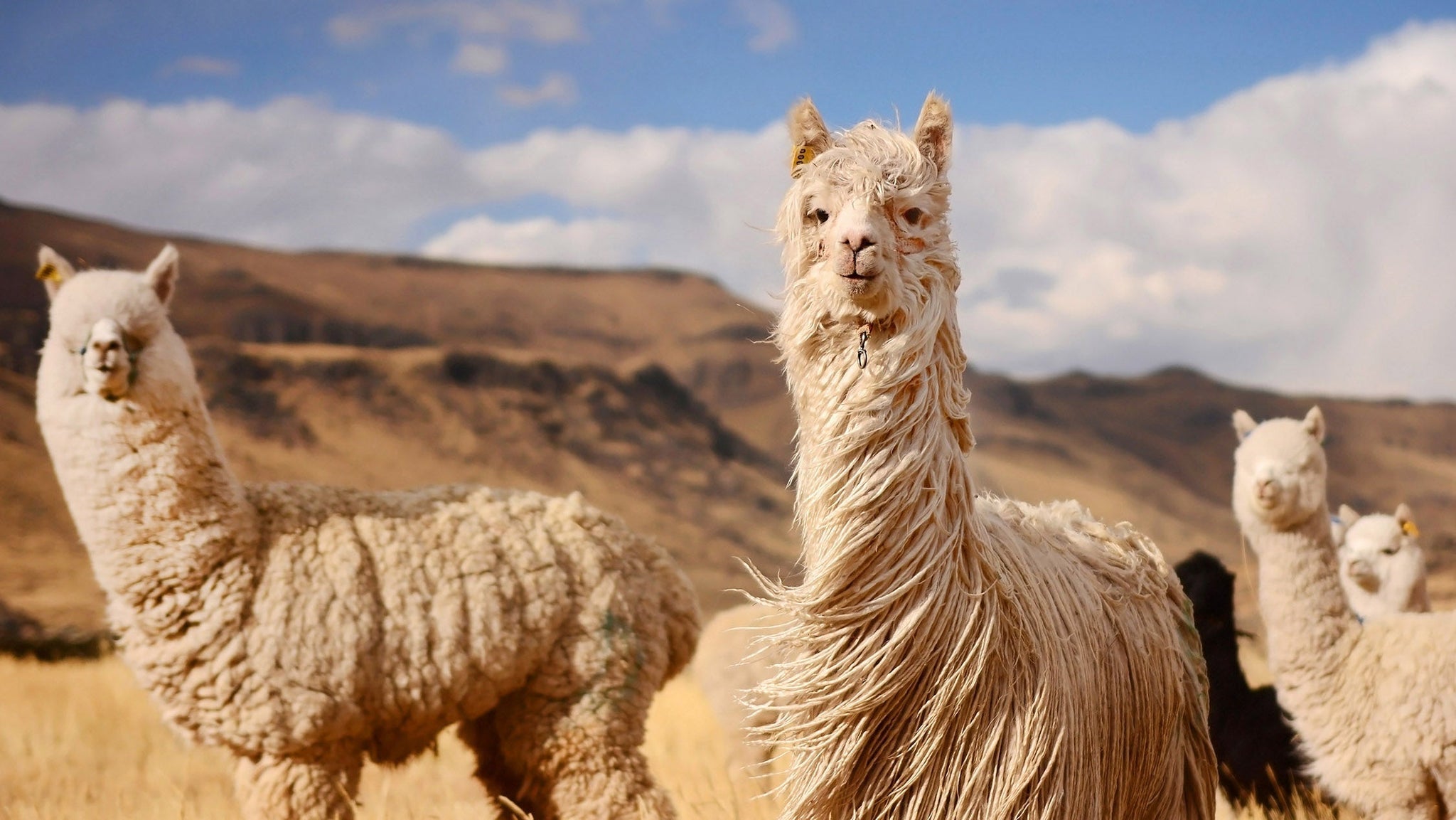 THE ALPACA COLLECTION